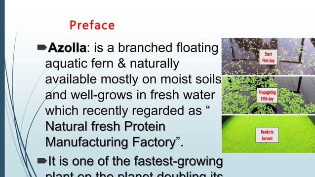 Azolla.pptx