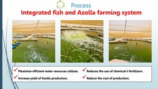 Azolla.pptx