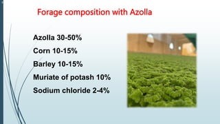 Azolla.pptx