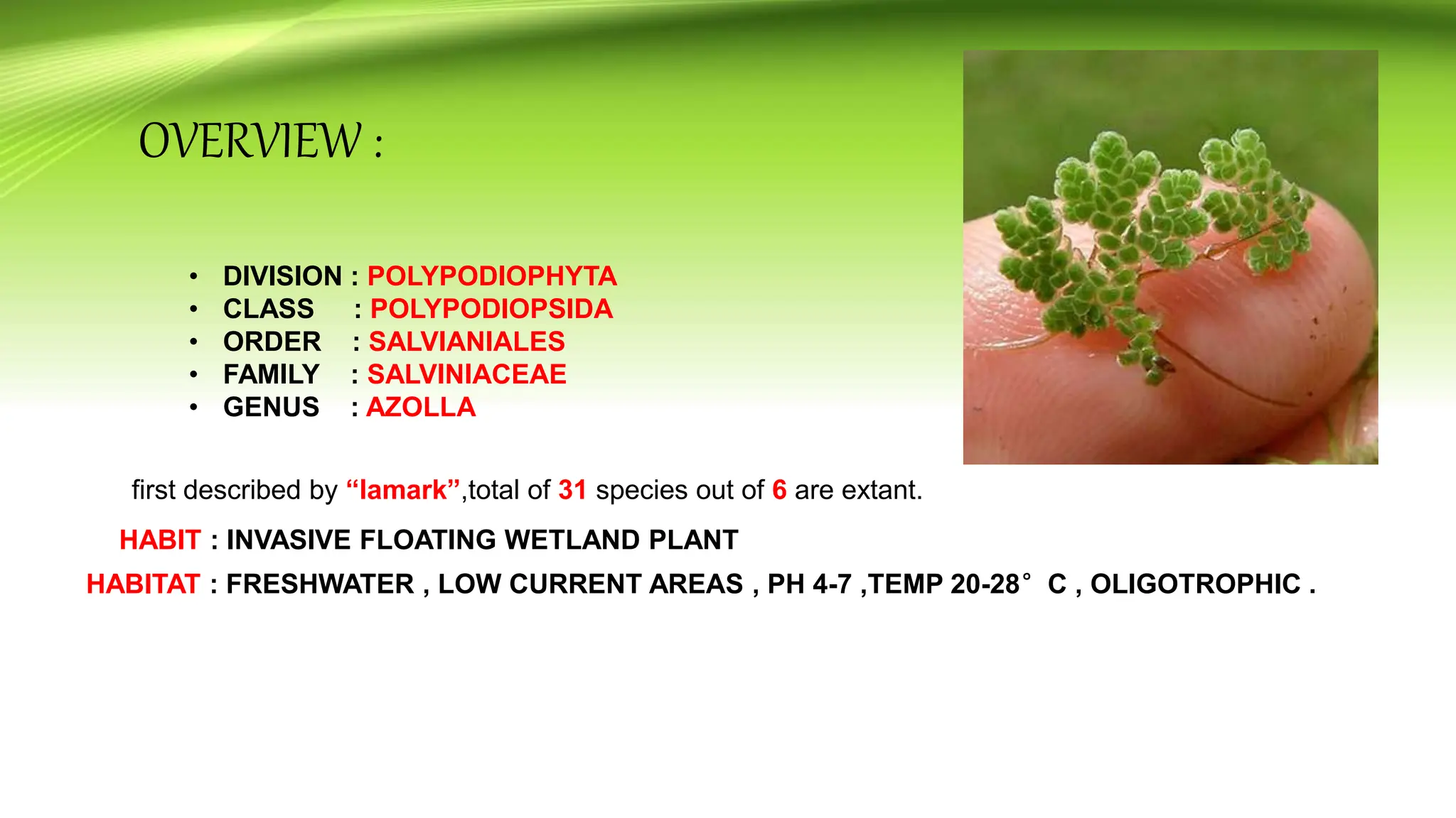 azolla. TYPE STUDY ,GENERAL MORPHOLOGY ANOTOMY REPRODUCTION | PPTX