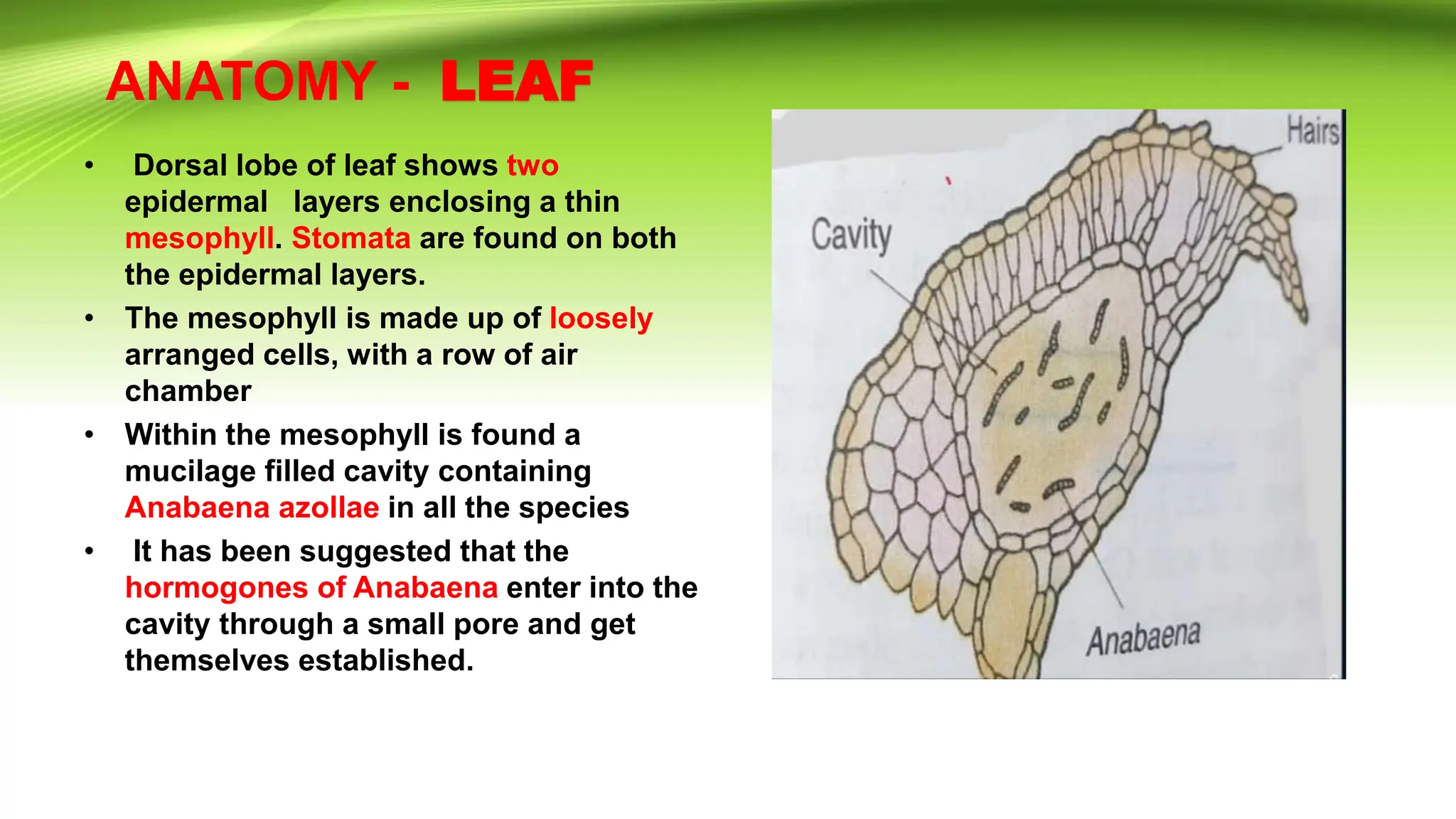 azolla. TYPE STUDY ,GENERAL MORPHOLOGY ANOTOMY REPRODUCTION | PPTX