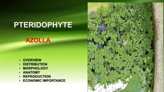 azolla. TYPE STUDY ,GENERAL MORPHOLOGY ANOTOMY REPRODUCTION | PPTX
