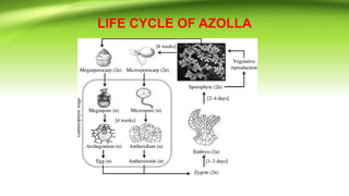 azolla. TYPE STUDY ,GENERAL MORPHOLOGY ANOTOMY REPRODUCTION | PPTX