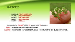 azolla. TYPE STUDY ,GENERAL MORPHOLOGY ANOTOMY REPRODUCTION | PPTX