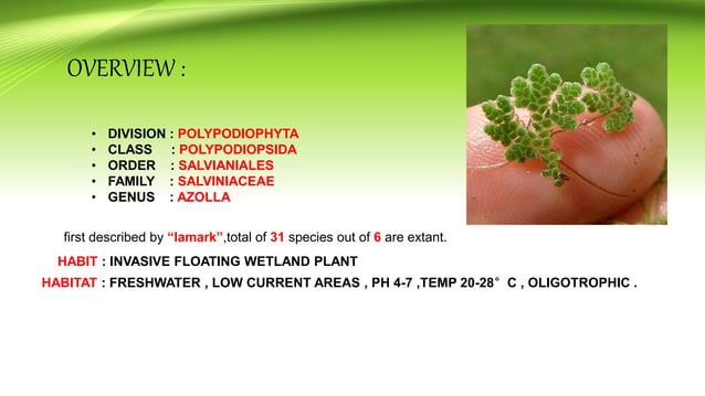 azolla. TYPE STUDY ,GENERAL MORPHOLOGY ANOTOMY REPRODUCTION | PPTX