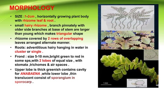 azolla. TYPE STUDY ,GENERAL MORPHOLOGY ANOTOMY REPRODUCTION | PPTX