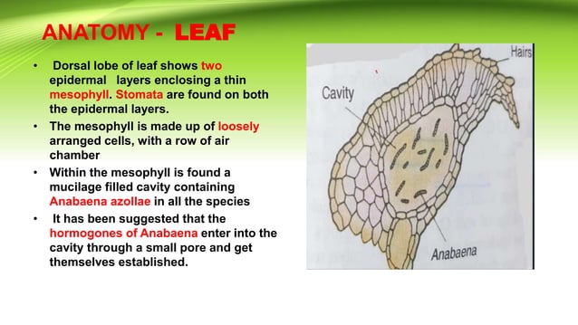 azolla. TYPE STUDY ,GENERAL MORPHOLOGY ANOTOMY REPRODUCTION | PPTX