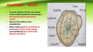 azolla. TYPE STUDY ,GENERAL MORPHOLOGY ANOTOMY REPRODUCTION | PPTX