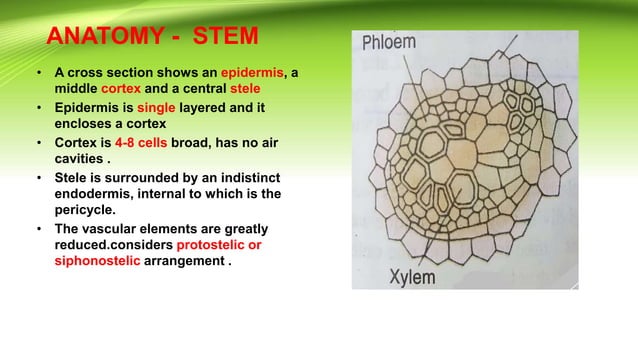 azolla. TYPE STUDY ,GENERAL MORPHOLOGY ANOTOMY REPRODUCTION | PPTX