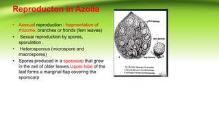 azolla. TYPE STUDY ,GENERAL MORPHOLOGY ANOTOMY REPRODUCTION | PPTX