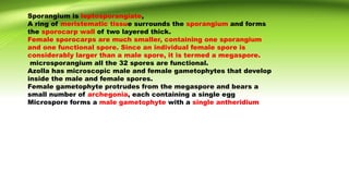 azolla. TYPE STUDY ,GENERAL MORPHOLOGY ANOTOMY REPRODUCTION | PPTX
