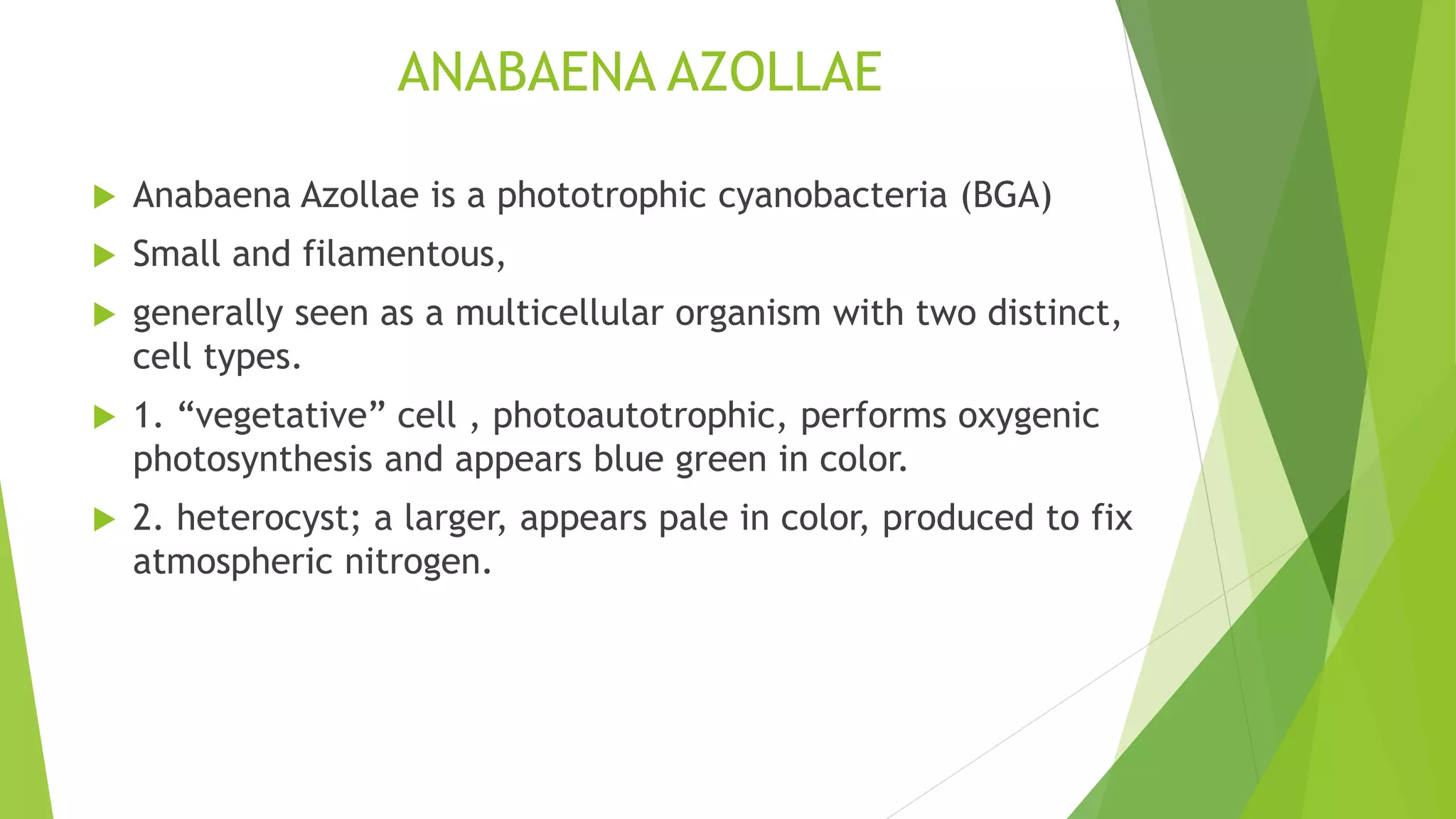 Azolla anabaena association | PPTX