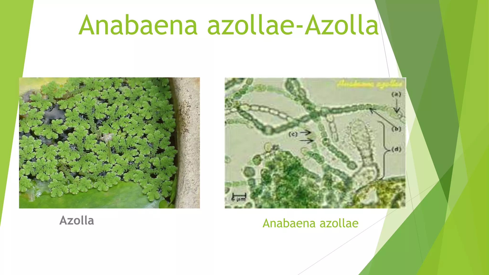 Azolla anabaena association | PPTX
