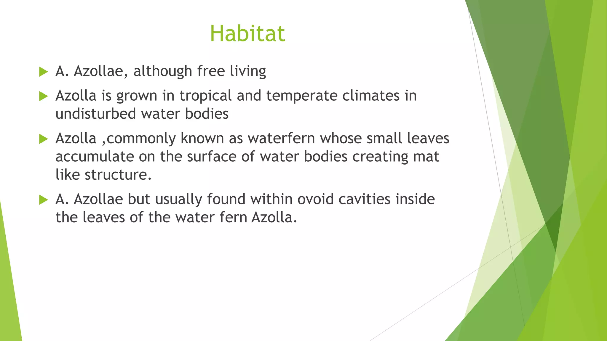 Azolla anabaena association | PPTX