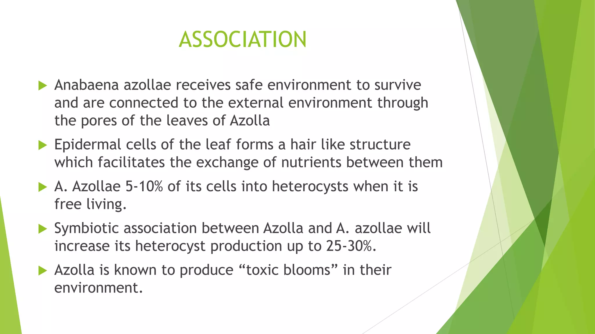 Azolla anabaena association | PPTX