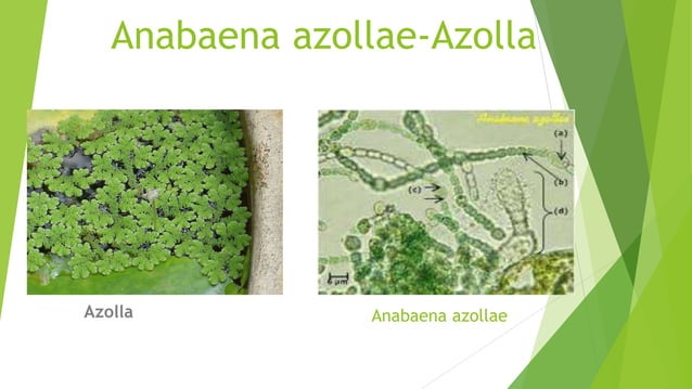 Azolla anabaena association | PPTX | Agriculture | Industries