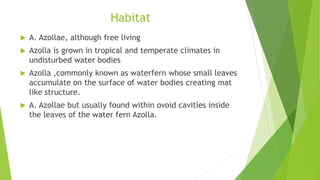 Azolla anabaena association | PPTX