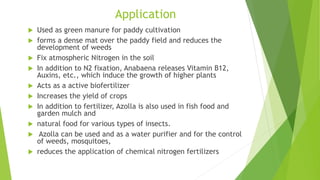 Azolla anabaena association | PPTX