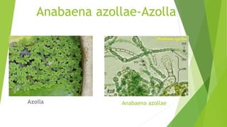 Azolla Anabaena