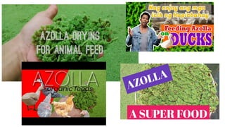 Azolla market | PPT
