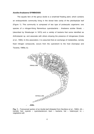 Azolla as a biofertilizer in africa | PDF