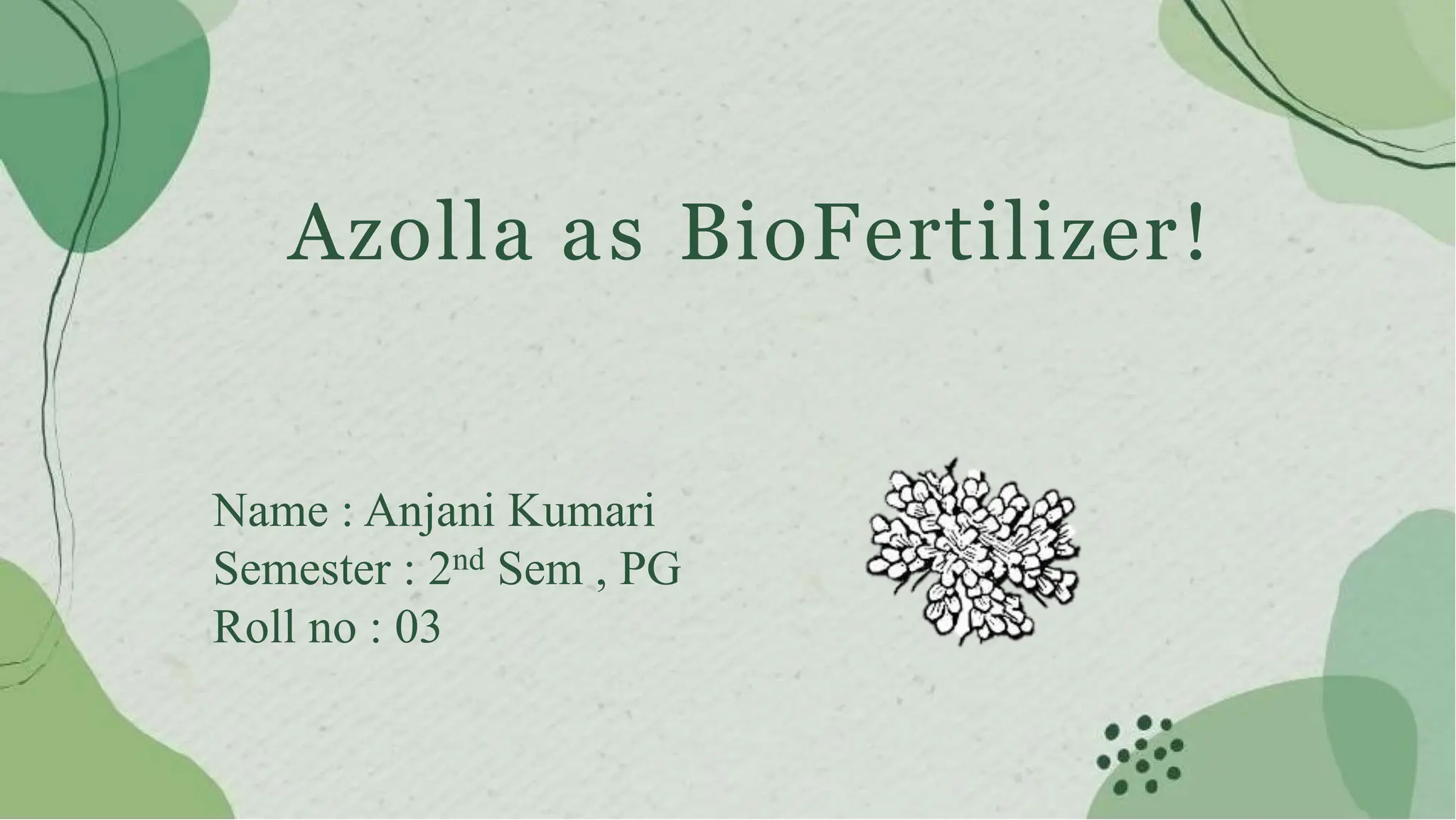 Azolla as Biofertilizer : Unlocking the Green Potential, Azolla as a ...