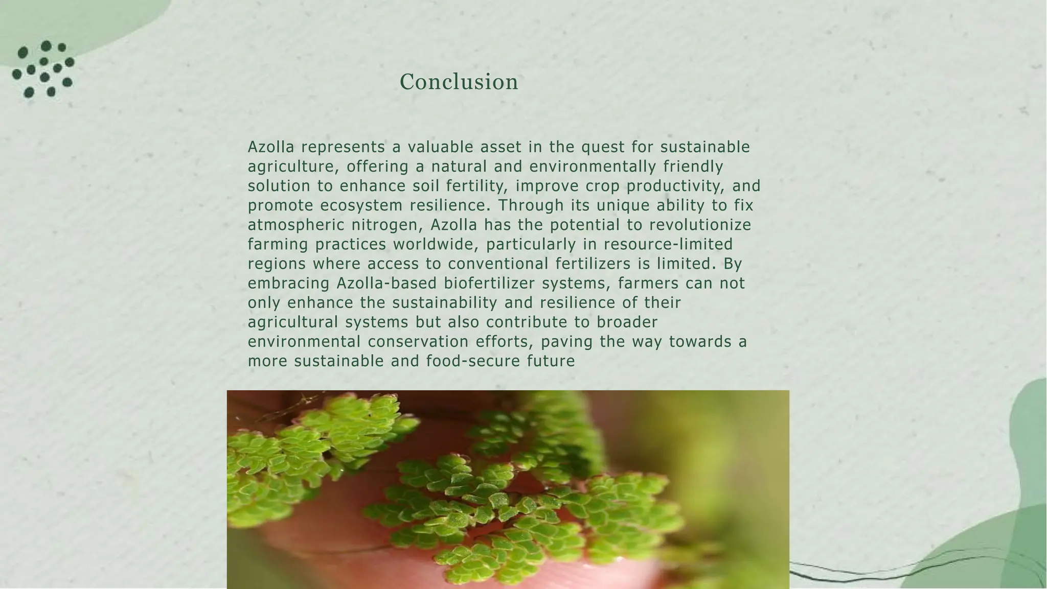 Azolla as Biofertilizer : Unlocking the Green Potential, Azolla as a ...