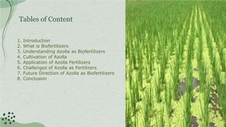 Azolla as Biofertilizer : Unlocking the Green Potential, Azolla as a ...
