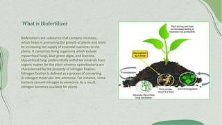 Azolla as Biofertilizer : Unlocking the Green Potential, Azolla as a ...