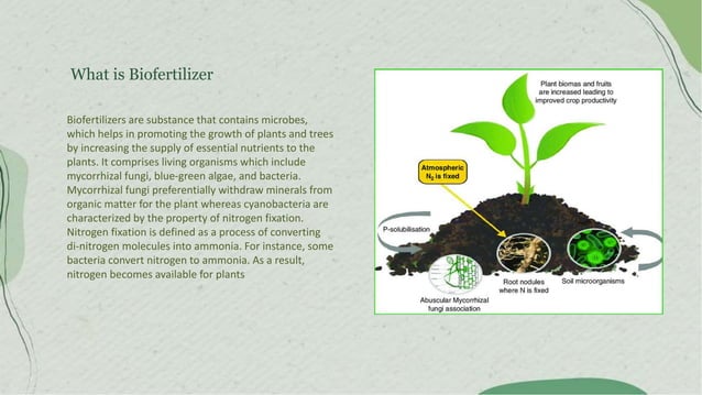 Azolla as Biofertilizer : Unlocking the Green Potential, Azolla as a ...