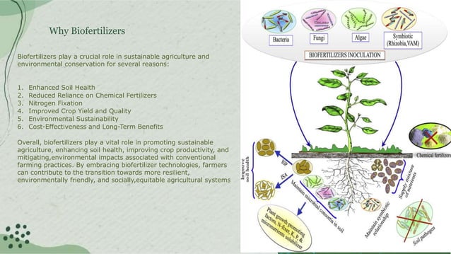 Azolla as Biofertilizer : Unlocking the Green Potential, Azolla as a ...