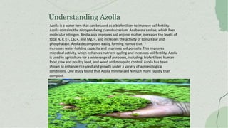 Azolla as Biofertilizer : Unlocking the Green Potential, Azolla as a ...