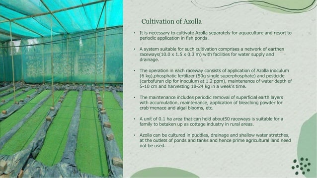 Azolla as Biofertilizer : Unlocking the Green Potential, Azolla as a ...