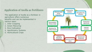 Azolla as Biofertilizer : Unlocking the Green Potential, Azolla as a ...