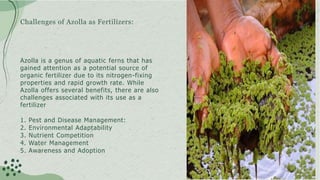 Azolla as Biofertilizer : Unlocking the Green Potential, Azolla as a ...