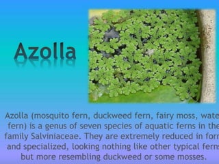 Azolla Cultivation.pptx