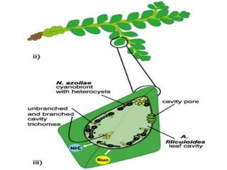 Azolla Cultivation.pptx