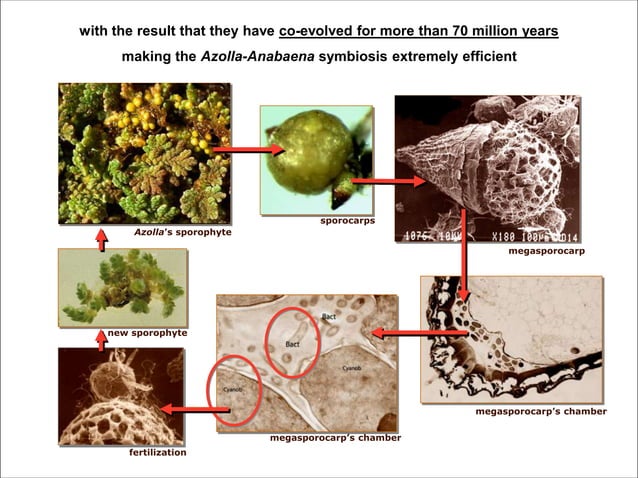 Azolla event talk june 2014 part 2 | PPT