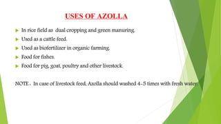 Azolla farming mace | PPTX