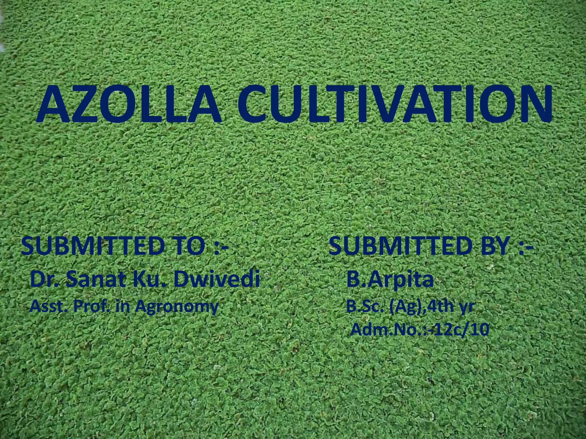 Azolla ppt | PPTX