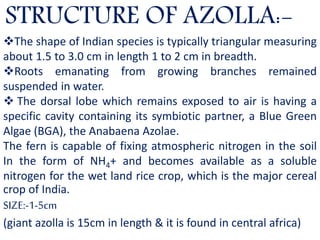 Azolla ppt | PPTX