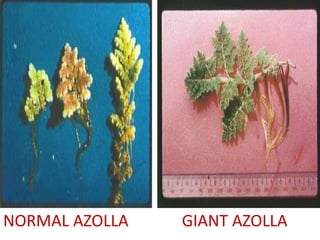 Azolla ppt | PPTX