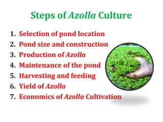 azollappt-170424230702.pptx