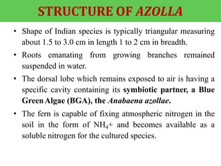 azollappt-170424230702.pptx