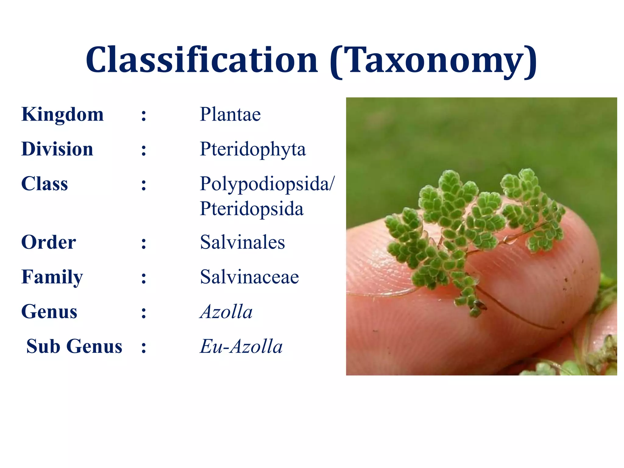 Azolla ppt | PPTX