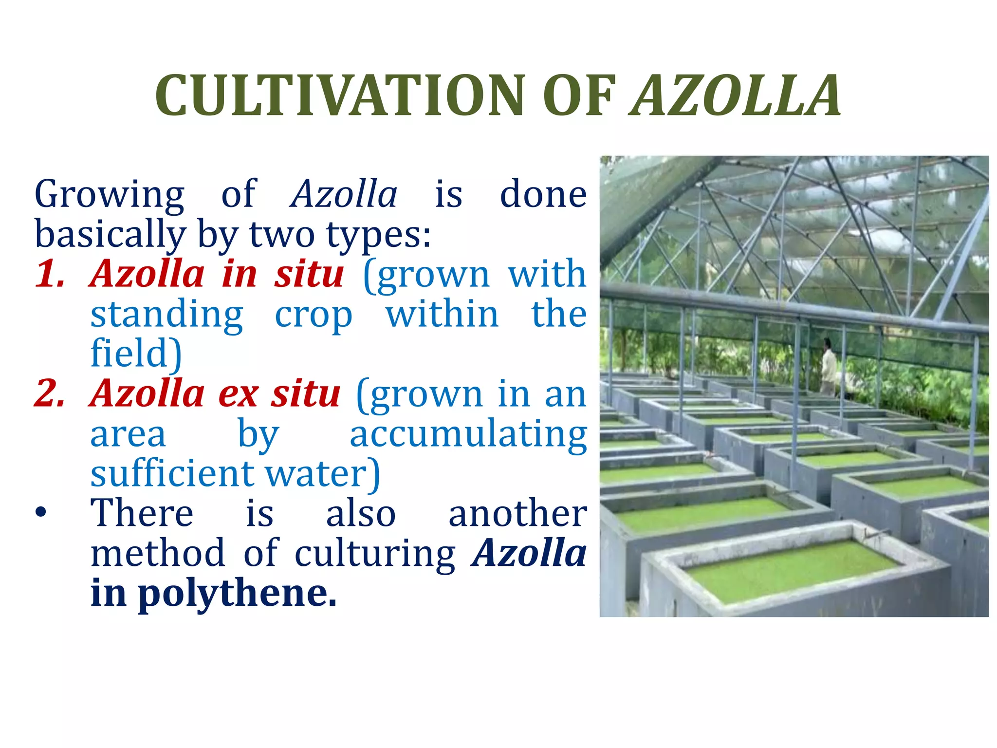 Azolla ppt | PPTX