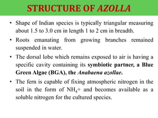 Azolla ppt | PPTX