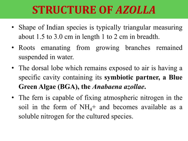 Azolla ppt | PPTX