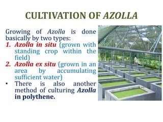 Azolla ppt | PPTX