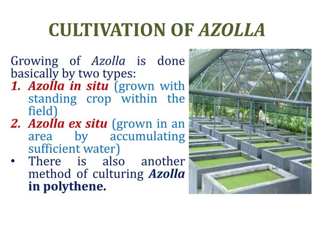 Azolla ppt | PPTX